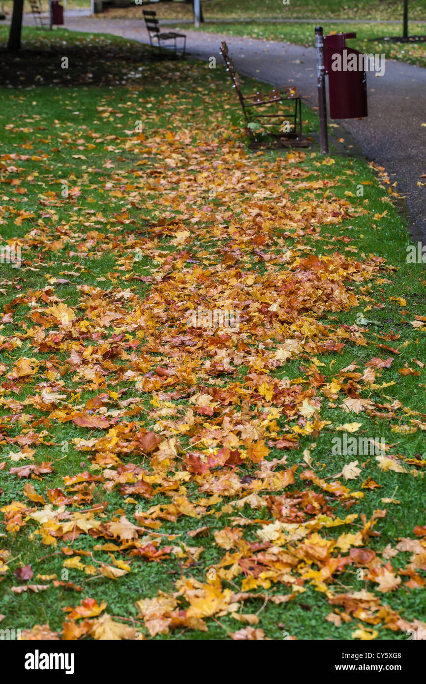 Typical leaves in the Autumn season, full of colors Stock Photo - Alamy