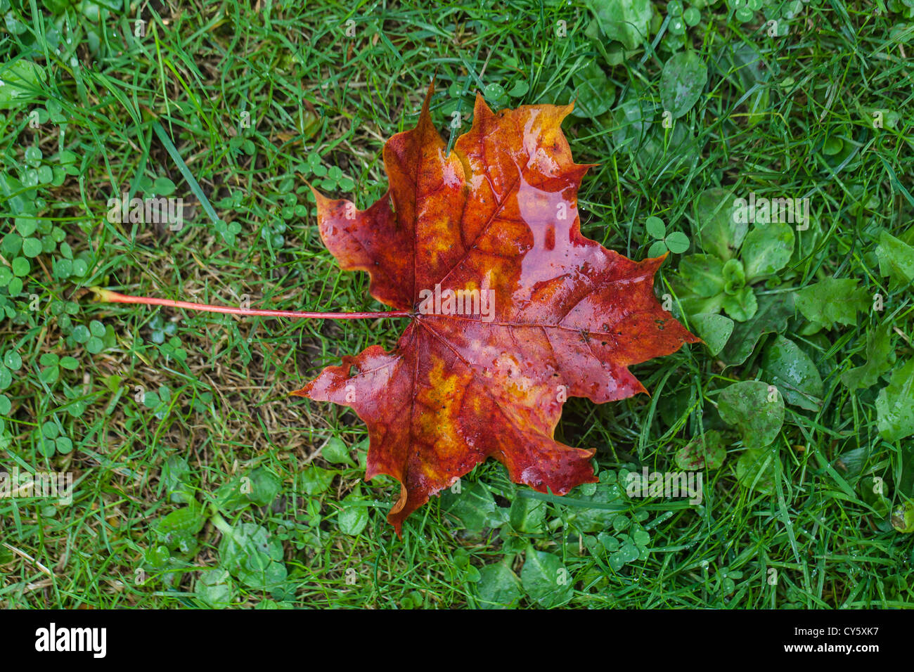 Typical leaves in the Autumn season, full of colors Stock Photo - Alamy