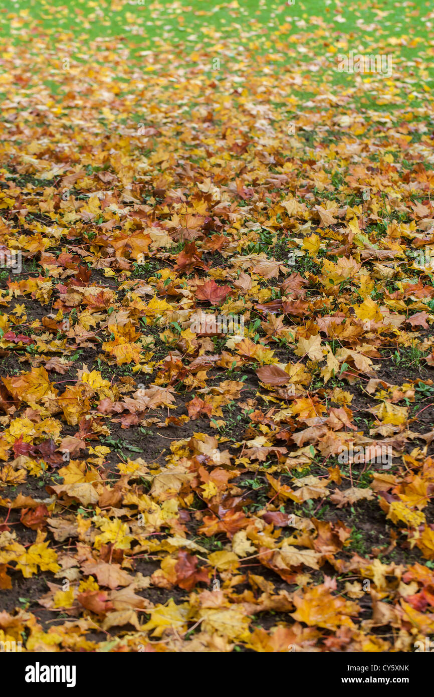 Typical leaves in the Autumn season, full of colors Stock Photo - Alamy