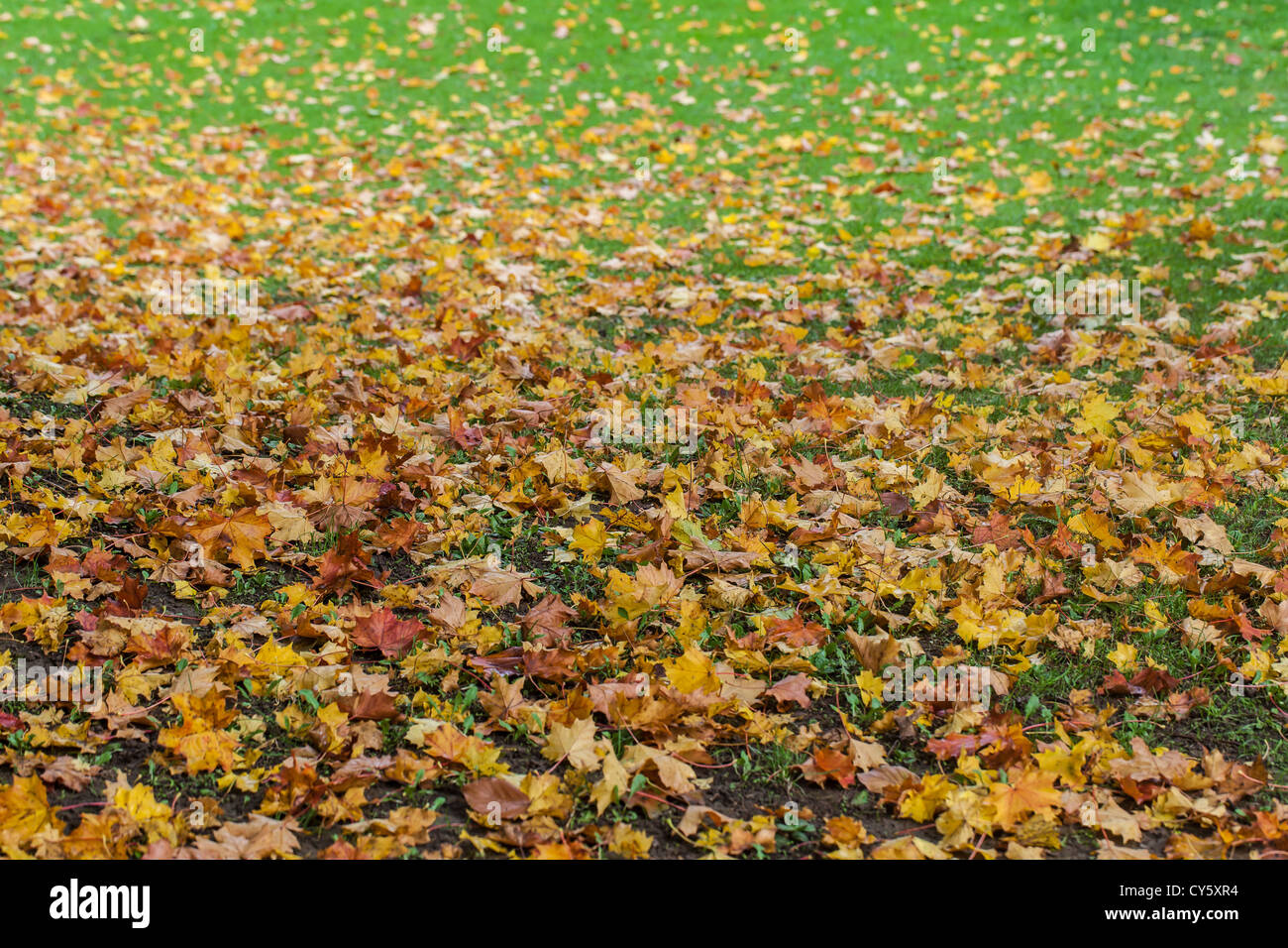Typical leaves in the Autumn season, full of colors Stock Photo - Alamy