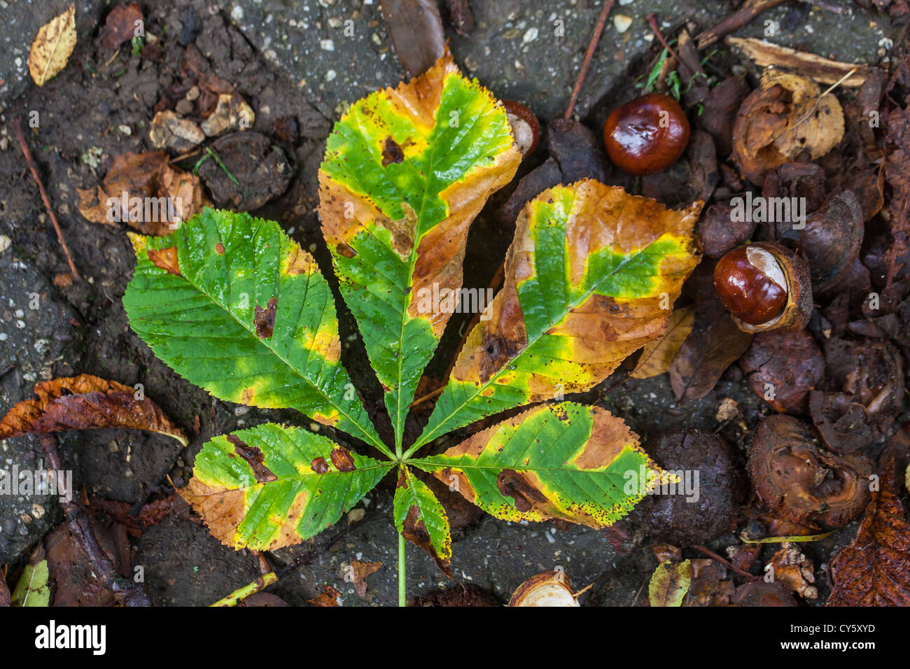 Typical leaves in the Autumn season, full of colors Stock Photo - Alamy