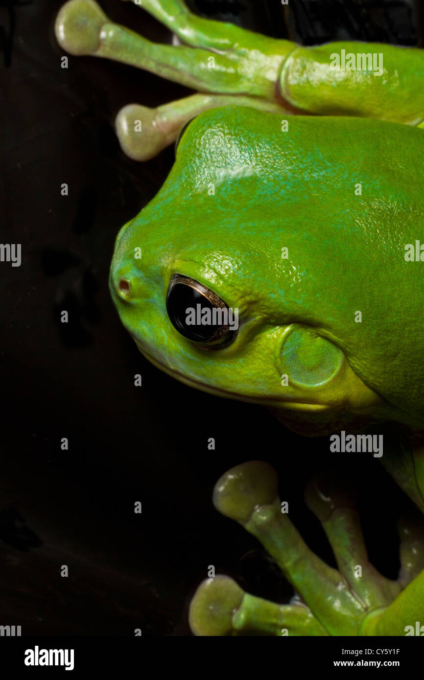 A beautiful green tree frog displays his huge green hands while ...