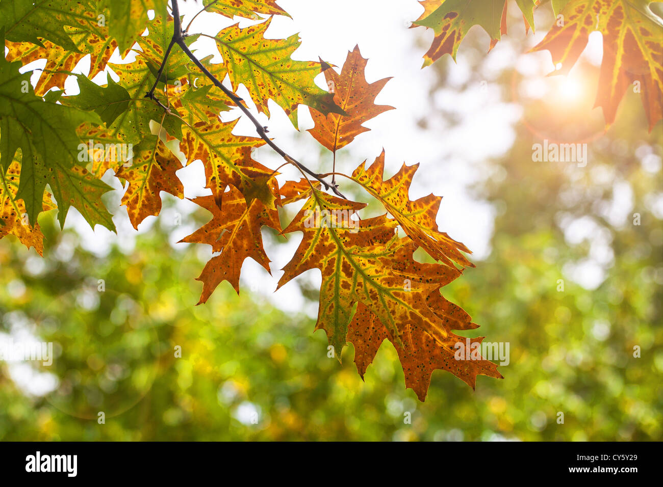 Typical leaves in autumn full hi-res stock photography and images - Alamy