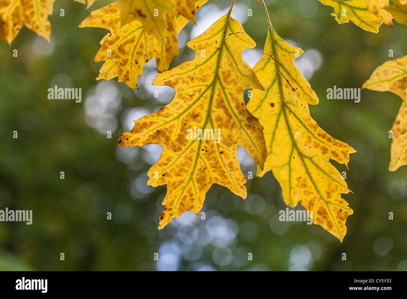 Typical leaves in the Autumn season, full of colors Stock Photo - Alamy