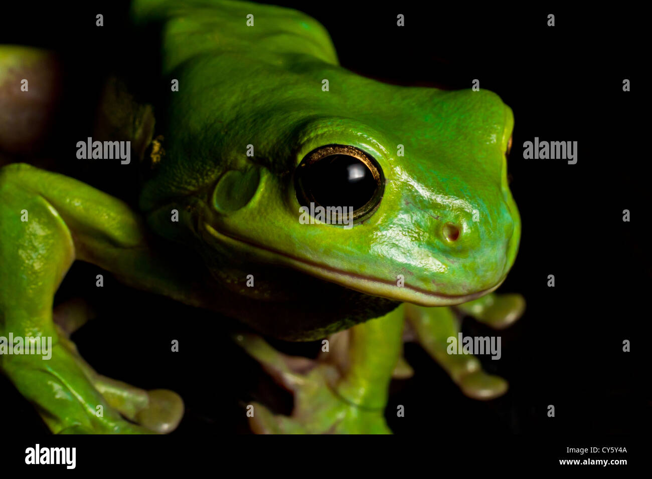 Australian green tree frog hi-res stock photography and images - Alamy
