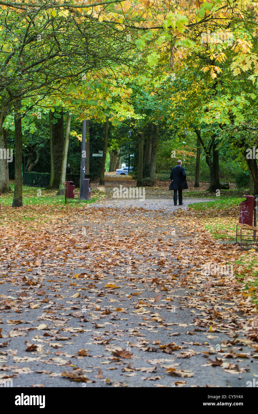 Typical leaves in the Autumn season, full of colors Stock Photo - Alamy
