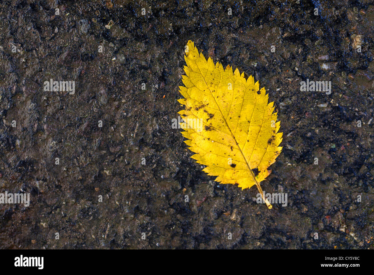 Typical leaves in the Autumn season, full of colors Stock Photo - Alamy