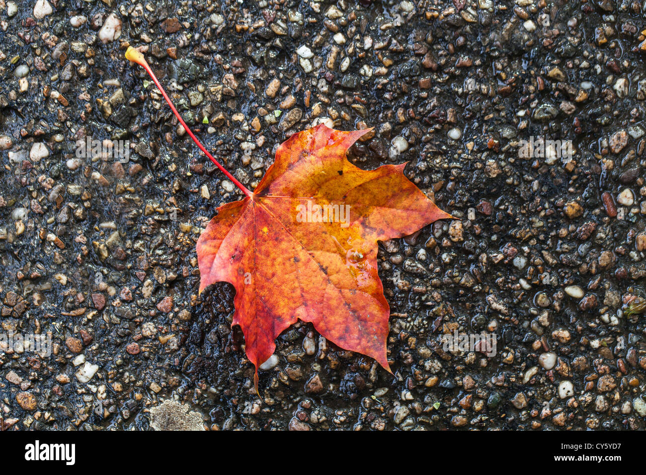 Typical leaves in the Autumn season, full of colors Stock Photo - Alamy
