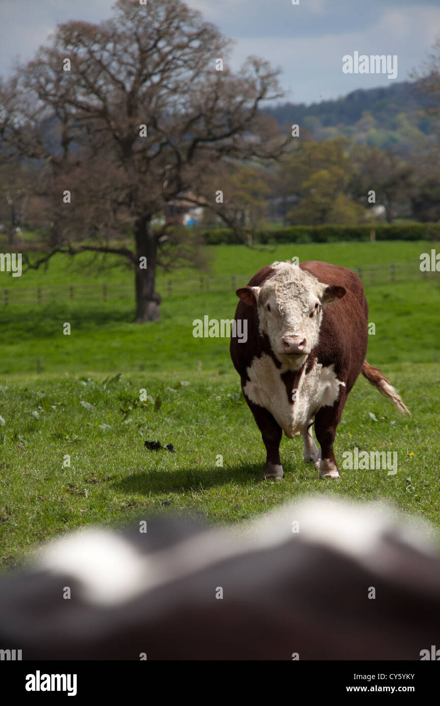 Bull standing in a hi-res stock photography and images - Alamy