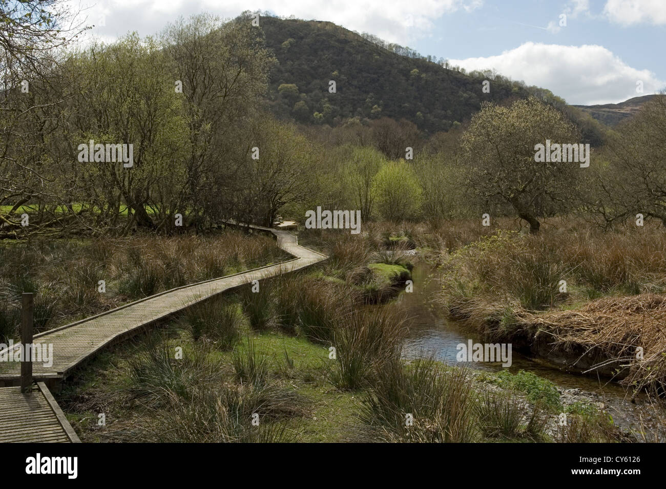 Dinas RSPB reserve, Wales Stock Photo - Alamy