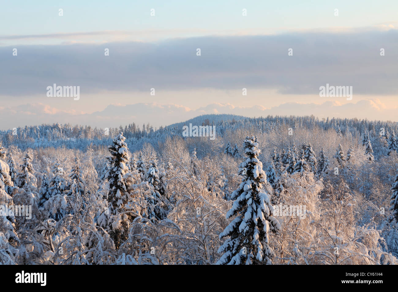 Swedish forest forests pine tree hi-res stock photography and images ...