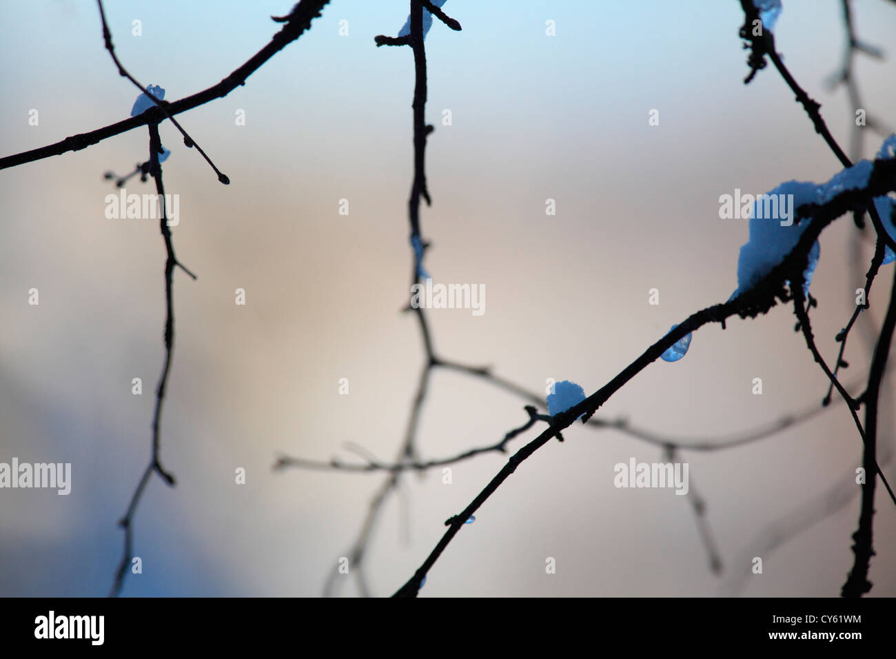 Snow on birch twigs Stock Photo - Alamy