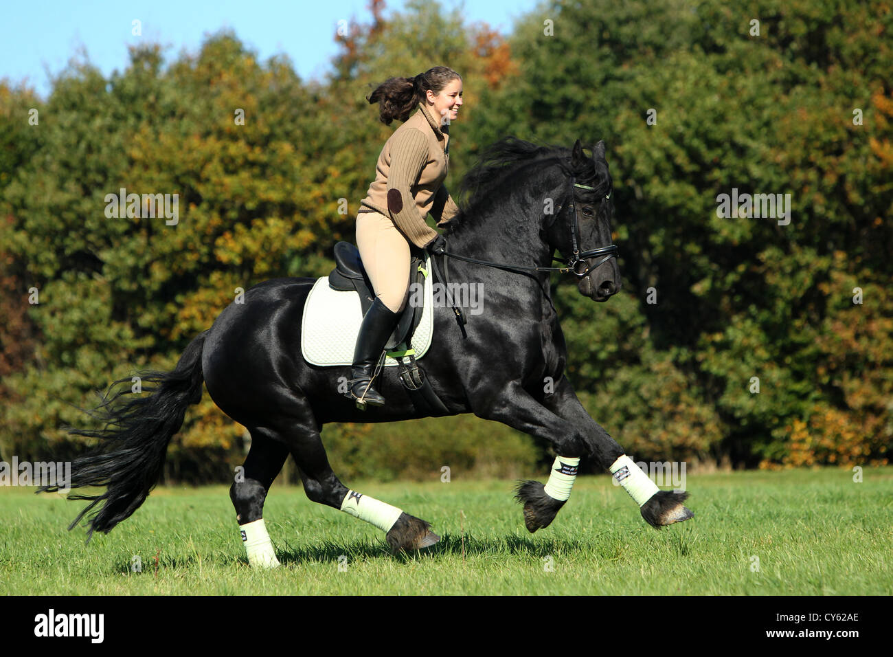 Friesian horse riding hi-res stock photography and images - Alamy