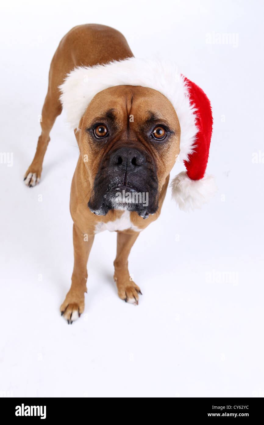 Boxer dog hat hi-res stock photography and images - Alamy