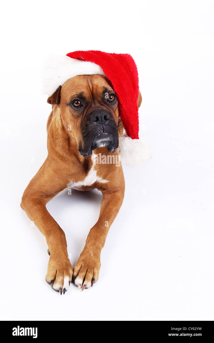 Boxer dog hat hi-res stock photography and images - Alamy