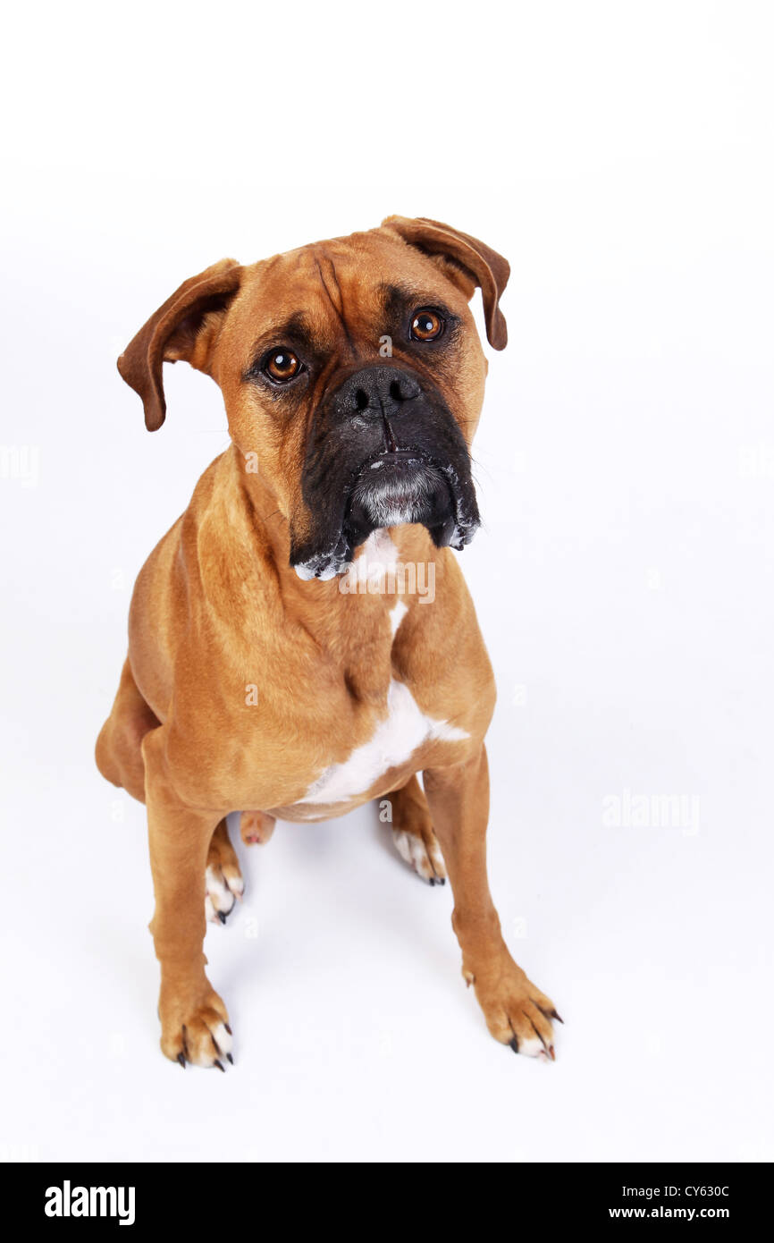 Boxers Cutout High Resolution Stock Photography and Images - Alamy