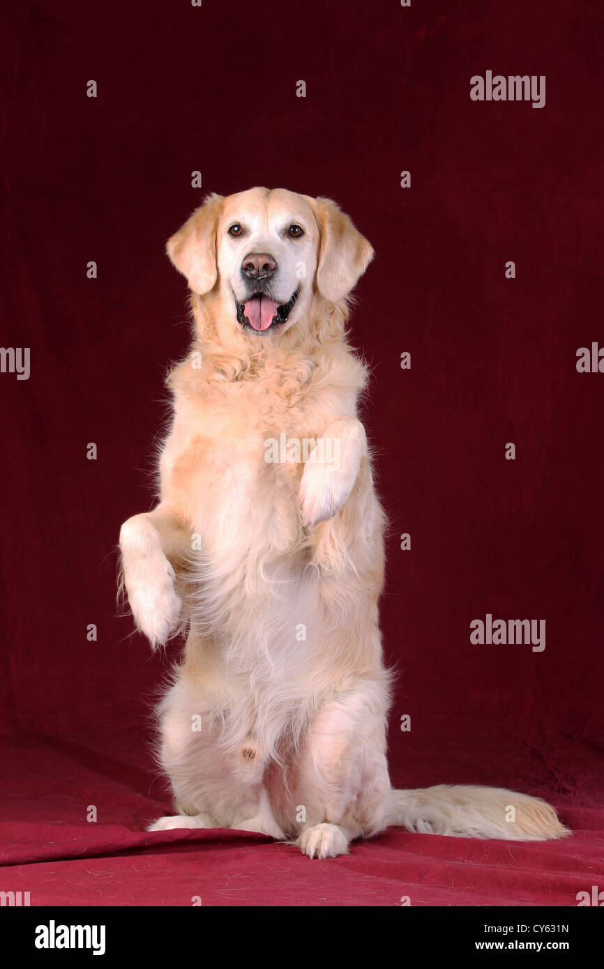 Golden Retriever shows trick Stock Photo - Alamy