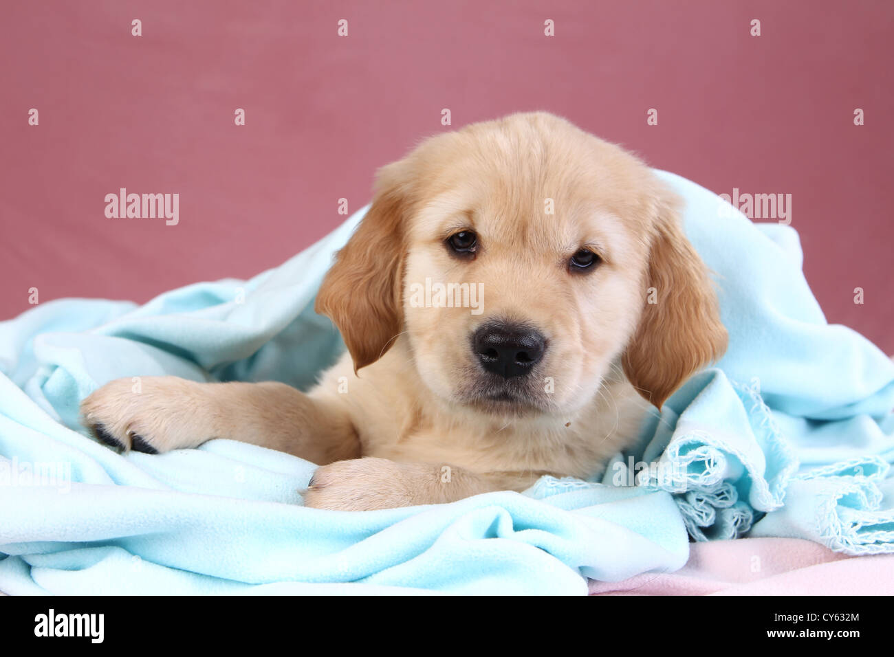 Golden Retriever Puppy Stock Photo - Alamy
