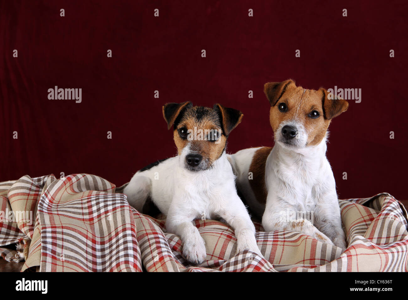 Jack Russell Terrier Stock Photo - Alamy