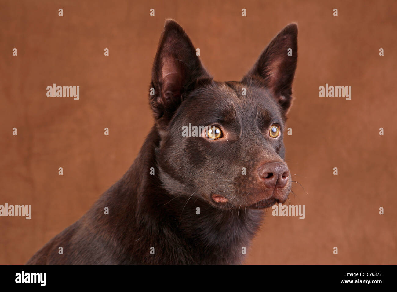 Australian Kelpie Portrait Stock Photo - Alamy