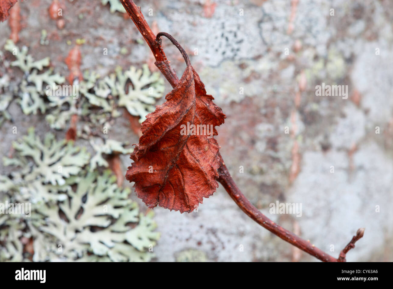 Brown leaf and trunk of a Speckled alder tree (Alnus incana) in autumn ...