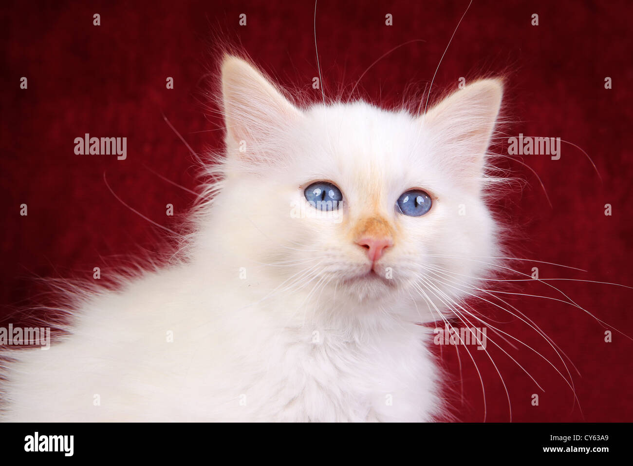 Red point birman hi-res stock photography and images - Alamy