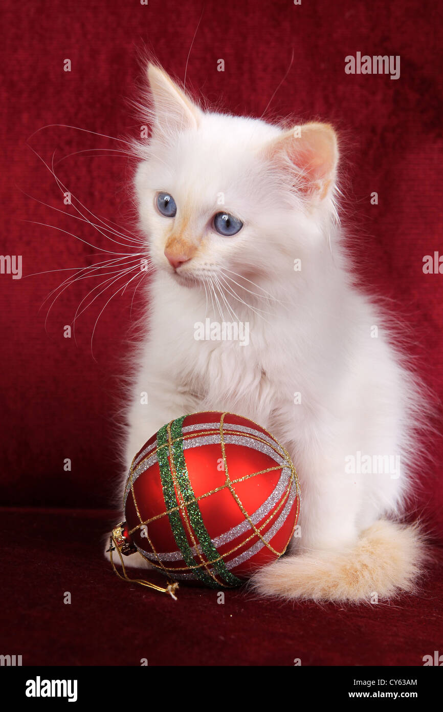 Red point birman hi-res stock photography and images - Alamy