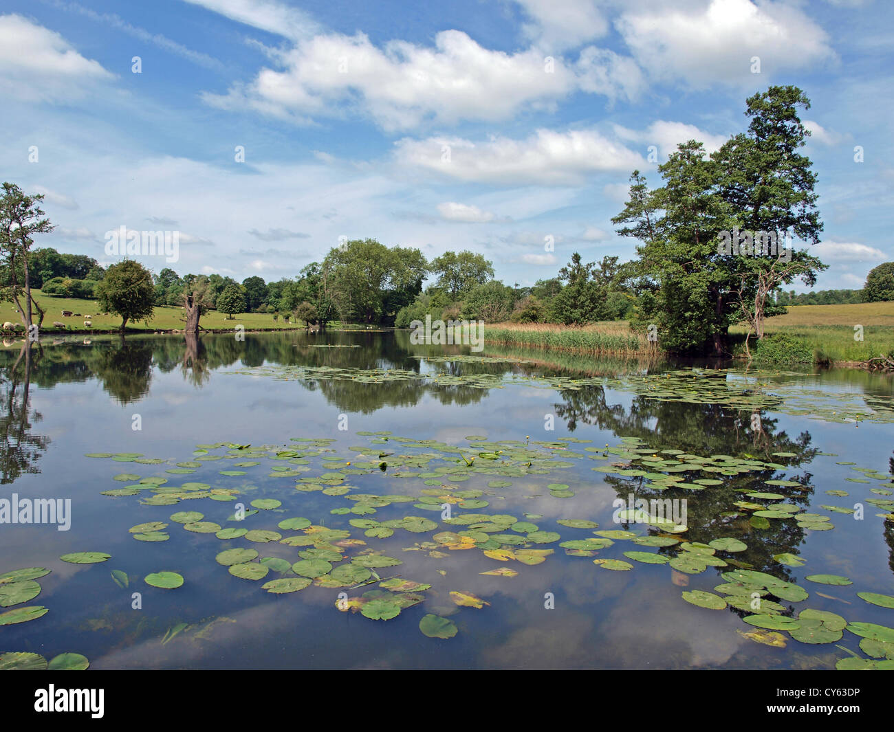 The lakes in the grounds of Wimpole Hall in Cambridge. England Stock ...