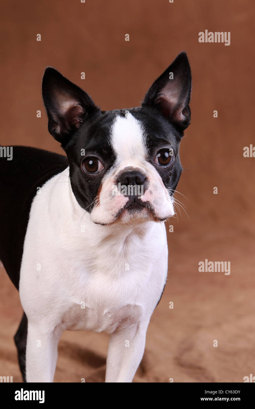 Boston Terrier Portrait Stock Photo - Alamy