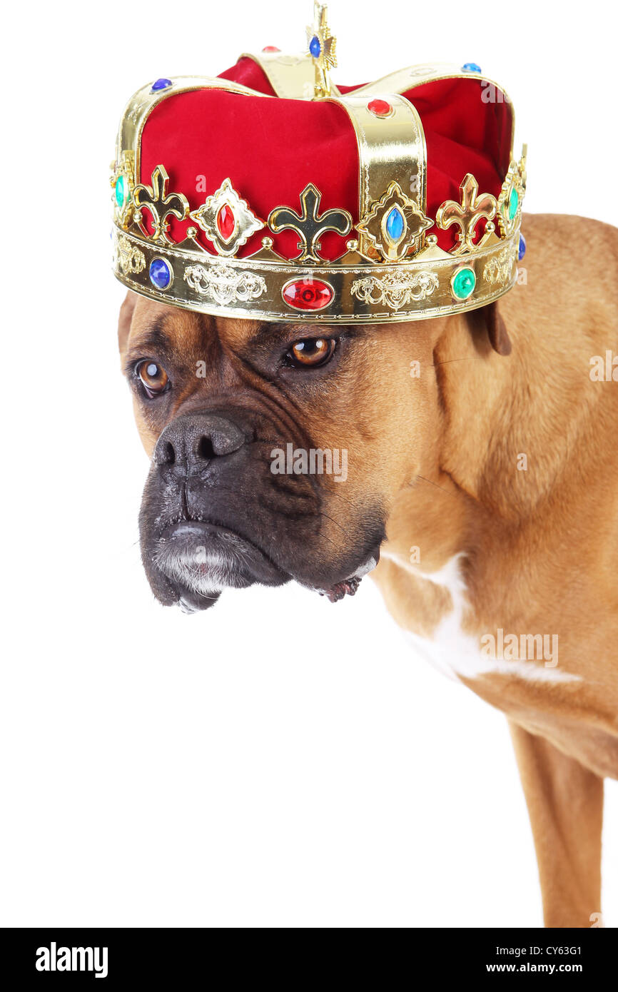 King boxer hi-res stock photography and images - Alamy