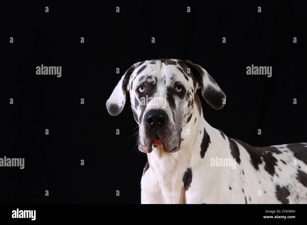Great Dane Portrait Stock Photo - Alamy