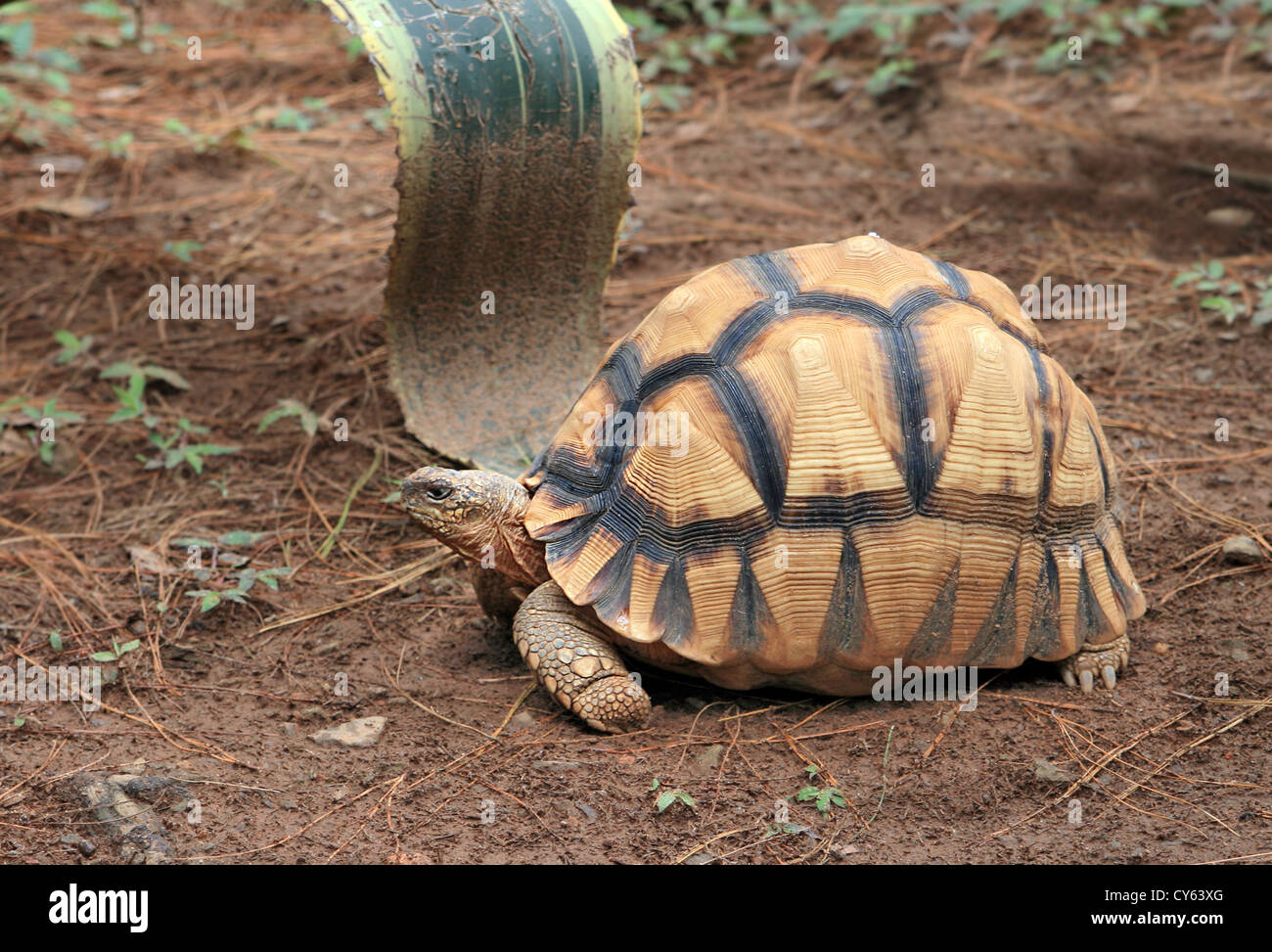 Ploughshare Tortoise, Madagascar Stock Photo - Alamy