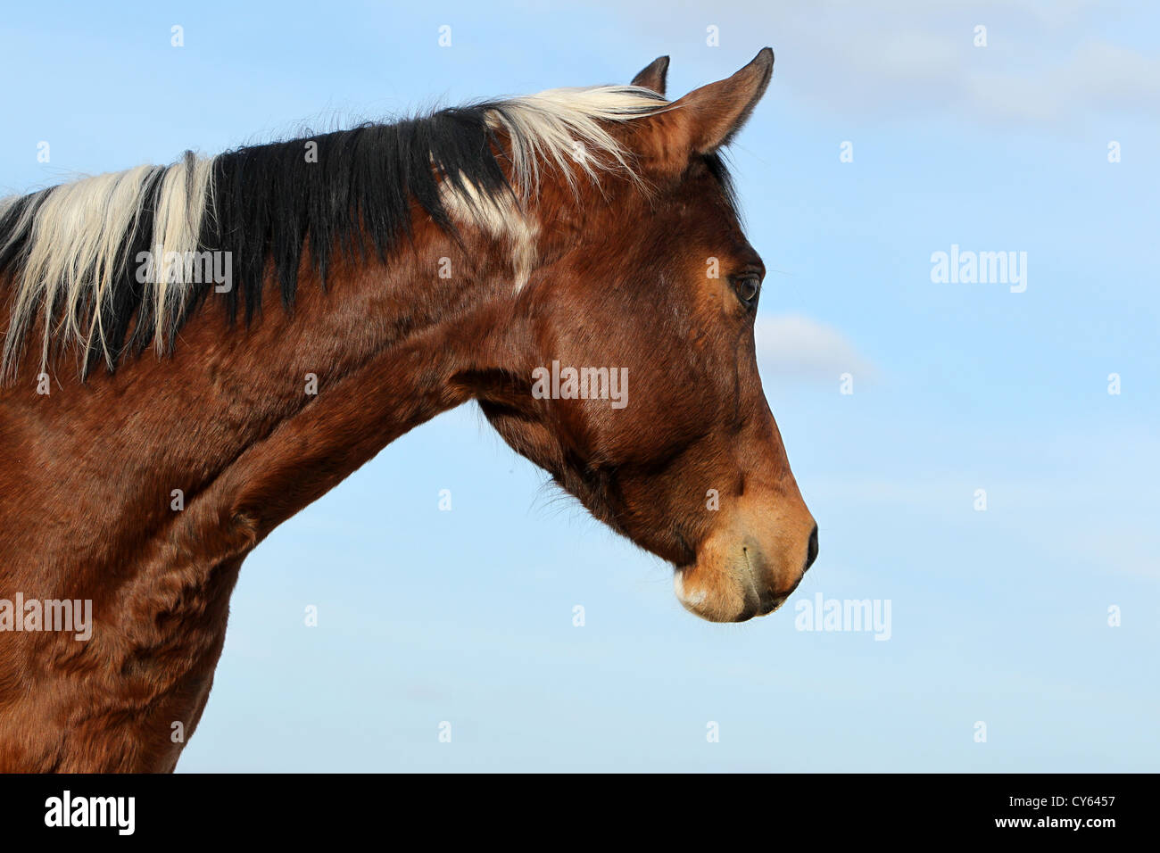 Paint Horse Portrait Stock Photo - Alamy