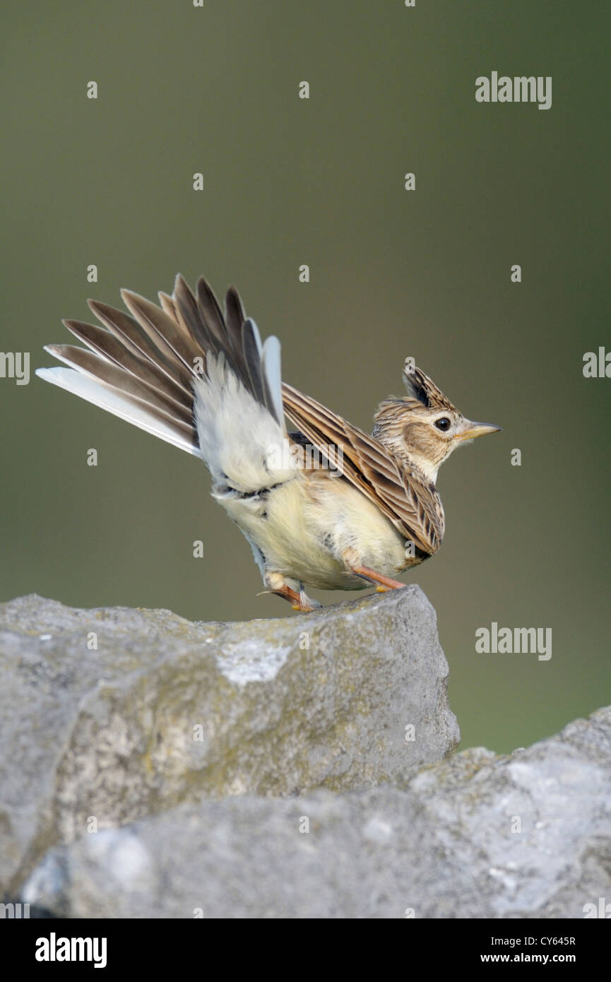 Skylark bird hi-res stock photography and images - Alamy