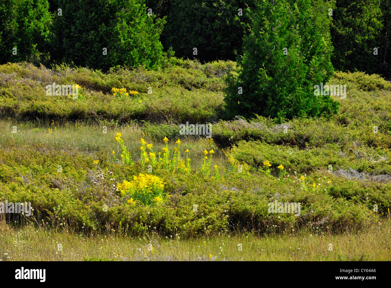Upland alvar with cedar juniper and goldenrod, Manitoulin Island ...