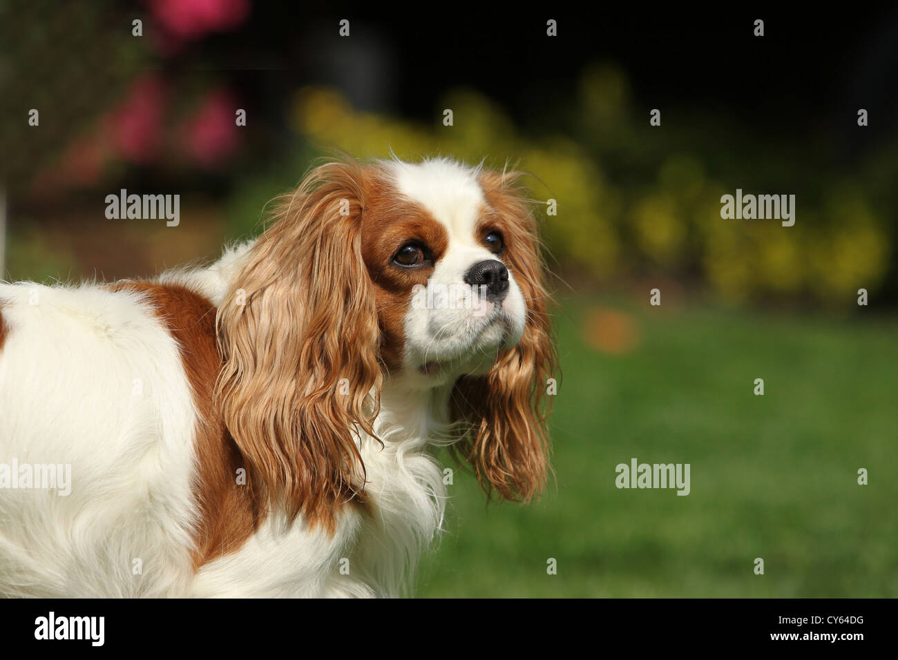 Cavalier King Charles Spaniel Portrait Stock Photo - Alamy