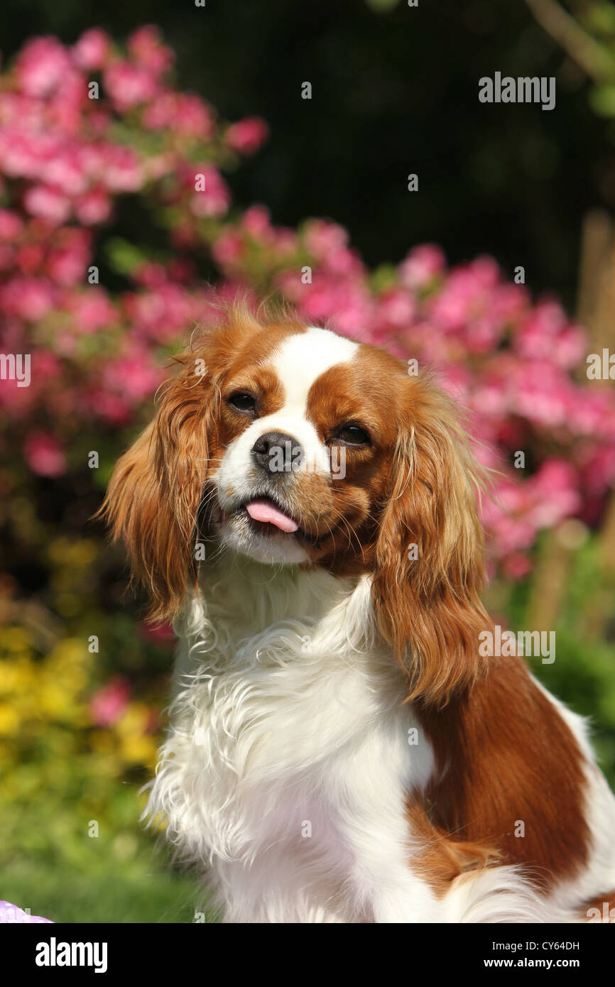 Cavalier King Charles Spaniel Portrait Stock Photo - Alamy