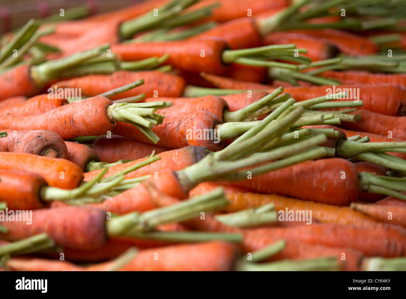 display of colourful carrots;carbon market;cebu city;philippines Stock ...