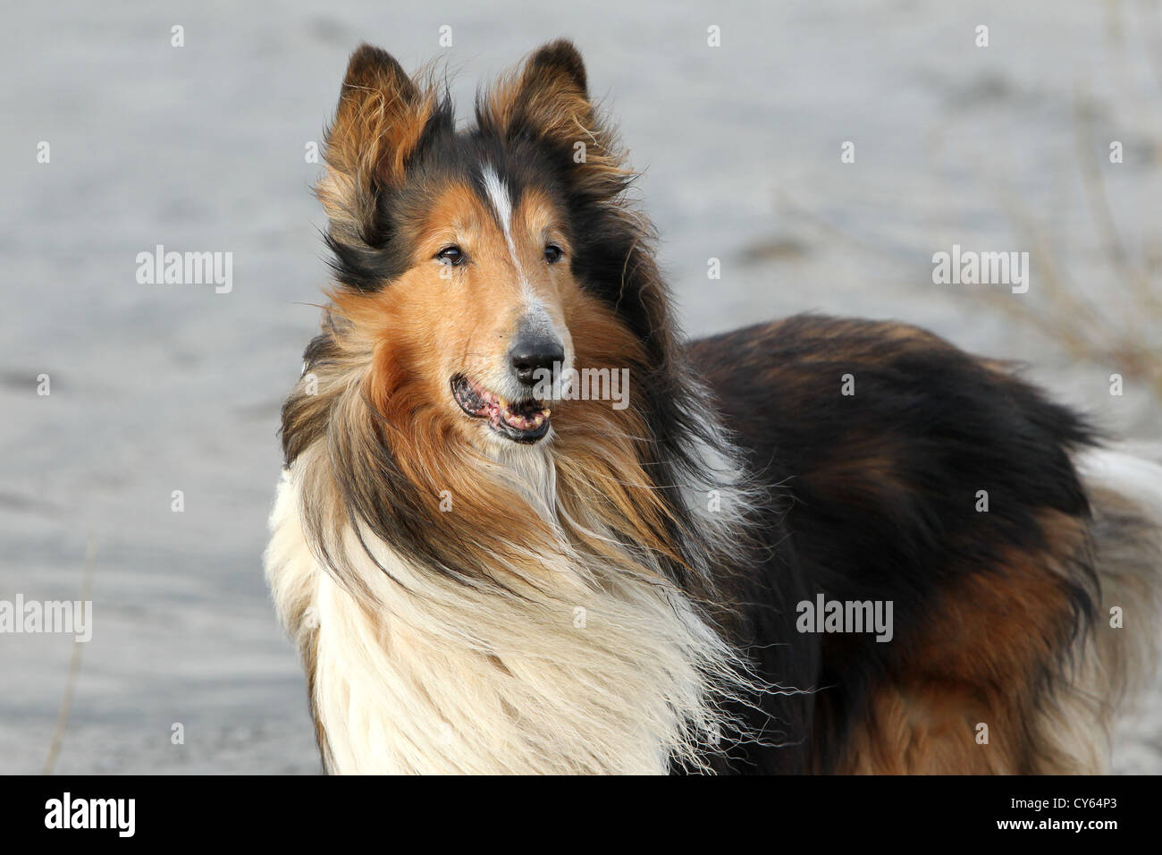 old longhaired Collie Stock Photo - Alamy