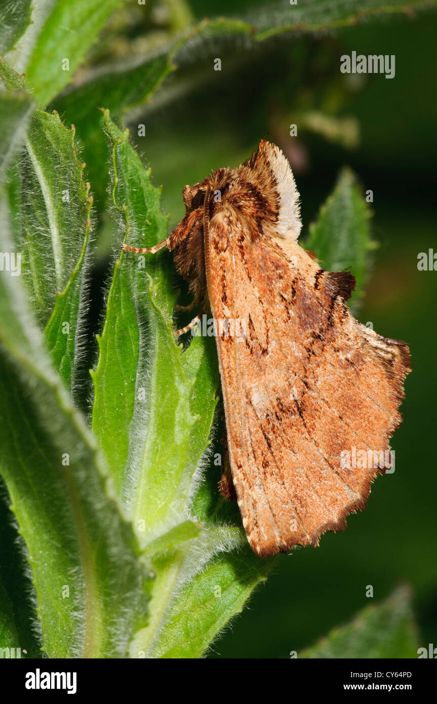 A coxcomb prominent moth (Ptilodon capucina) on a leaf at Priory Water ...