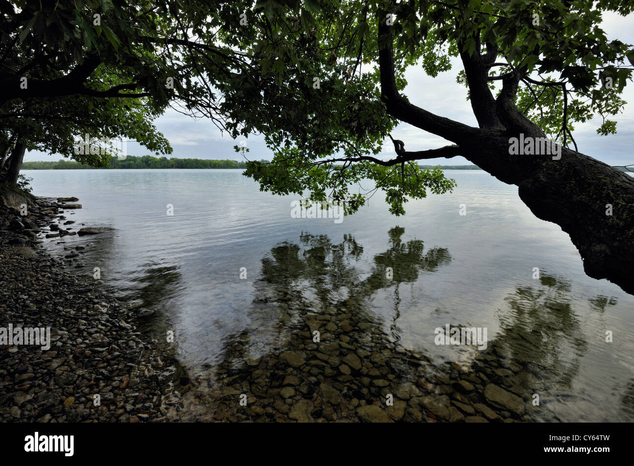 Maple tree overhanging shoreline of Kagawong Lake, Manitoulin Island ...