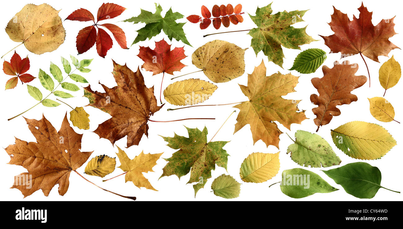Leaf cut outs hi-res stock photography and images - Alamy