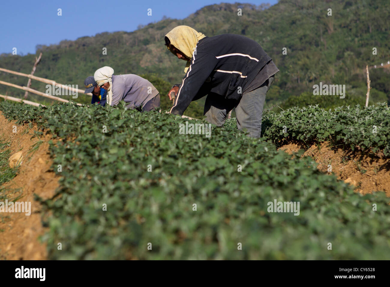 Farmers in Cebu,Philippines cultivate flower seedlings Stock Photo - Alamy