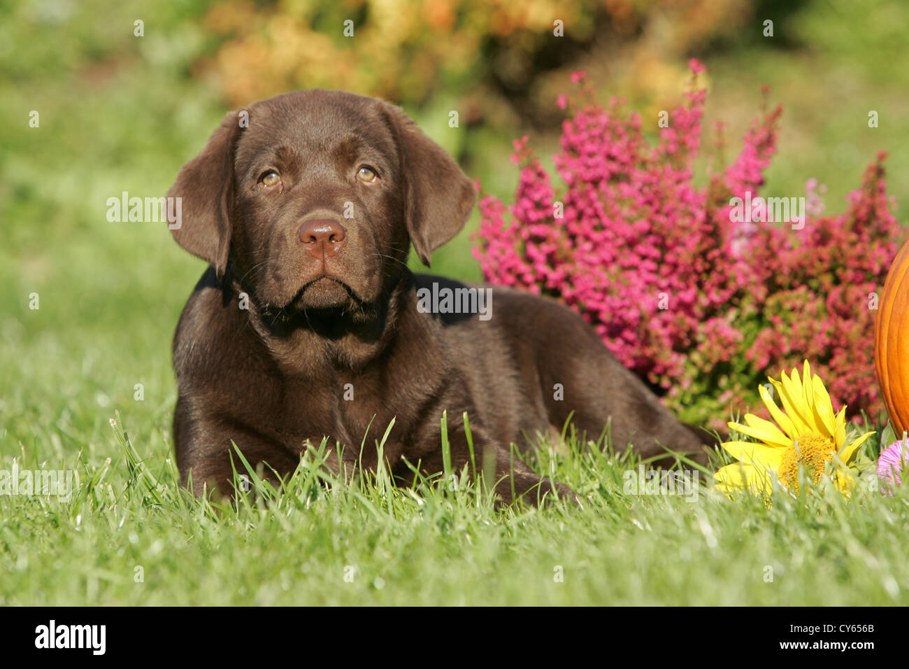 Labrador Retriever Puppy Stock Photo - Alamy