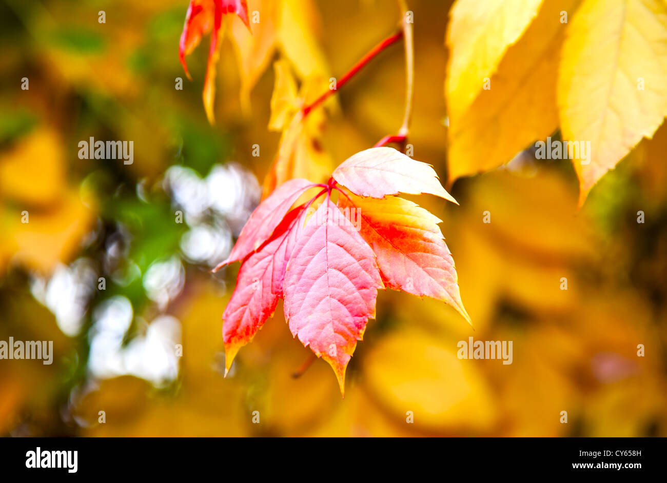 Autumn red leaа on golden leaves foliage background Stock Photo - Alamy