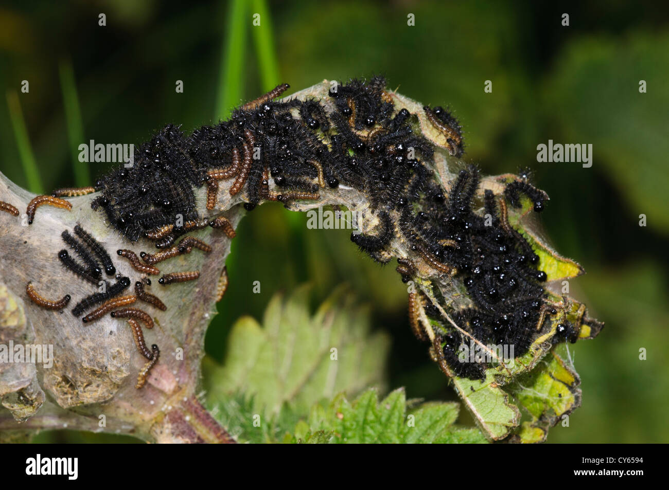 Small Tortoiseshell Caterpillars High Resolution Stock Photography and ...