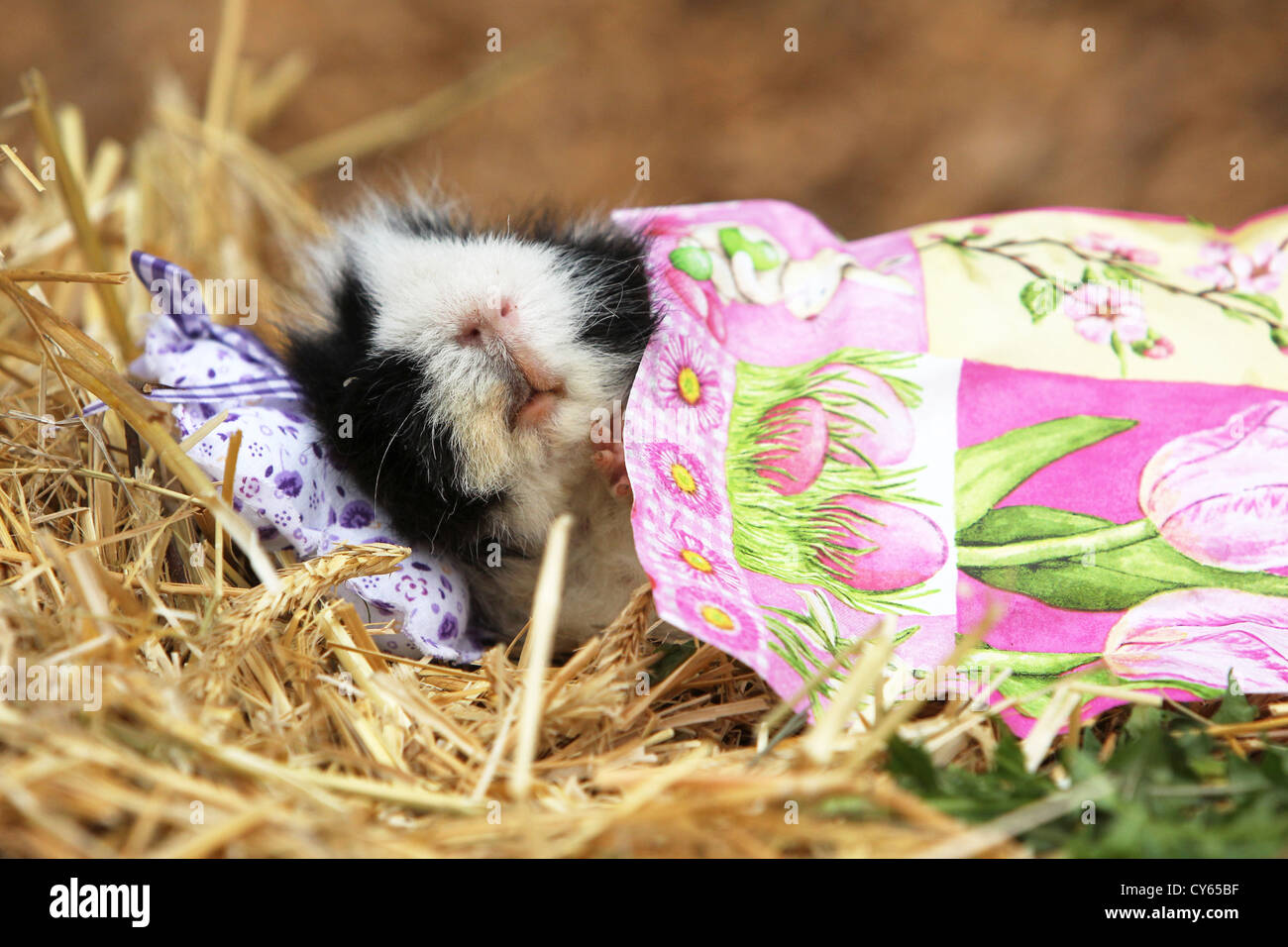 Guinea pigs sleeping hi-res stock photography and images - Alamy
