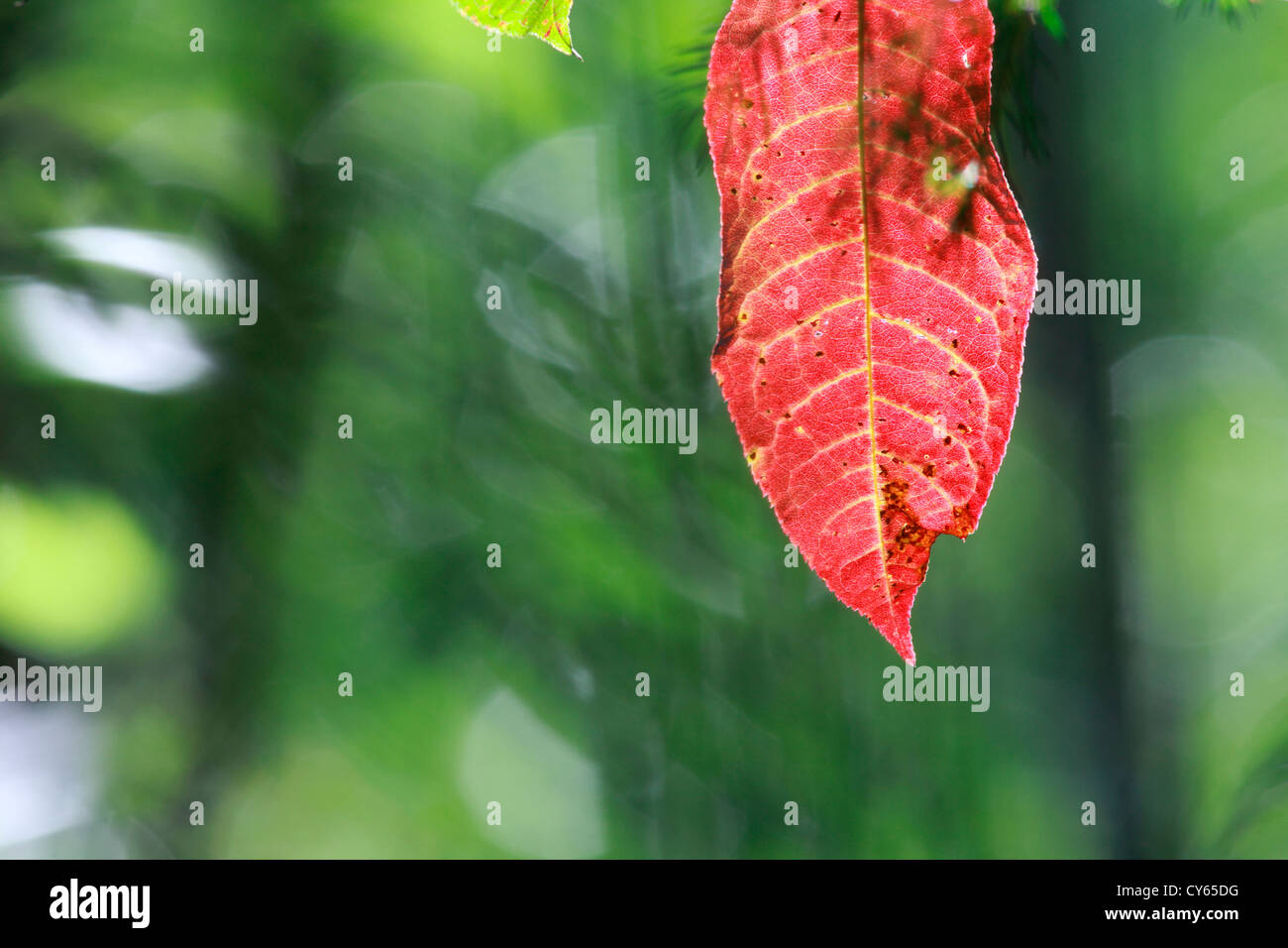 Individual single autumn fall leaf hi-res stock photography and images ...