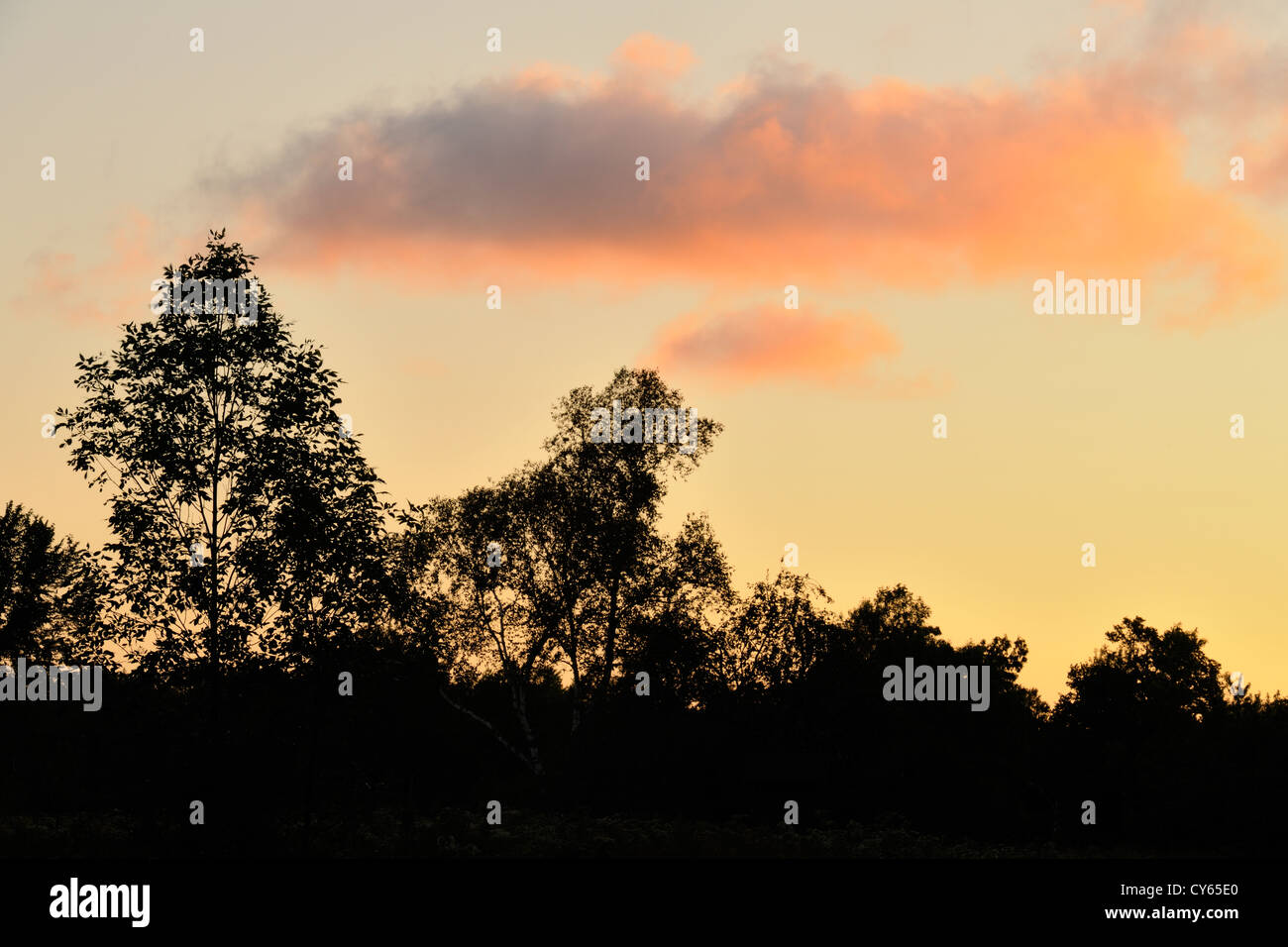 Trees and morning skies, Manitoulin Island- Kagawong, Ontario, Canada ...