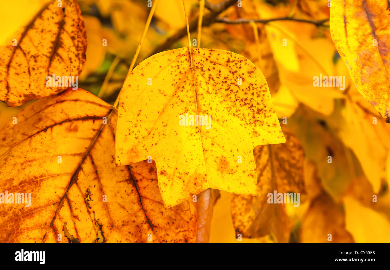 Golden autumn leaves background Stock Photo - Alamy